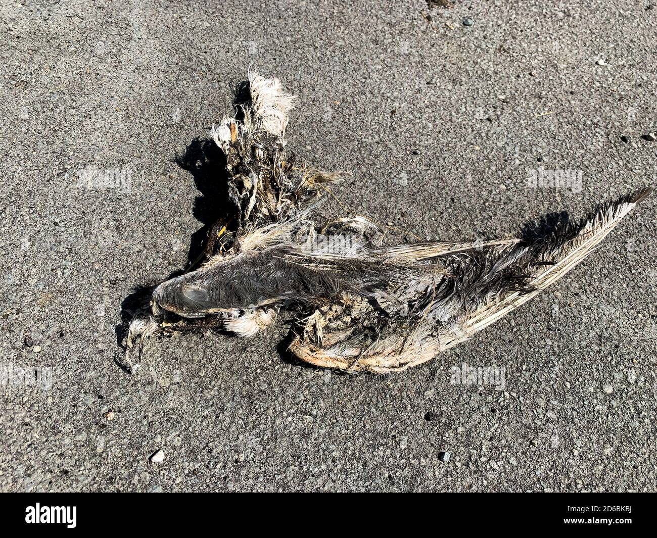 The unfortunate death of a flying bird: swallow. The corpse after death ...