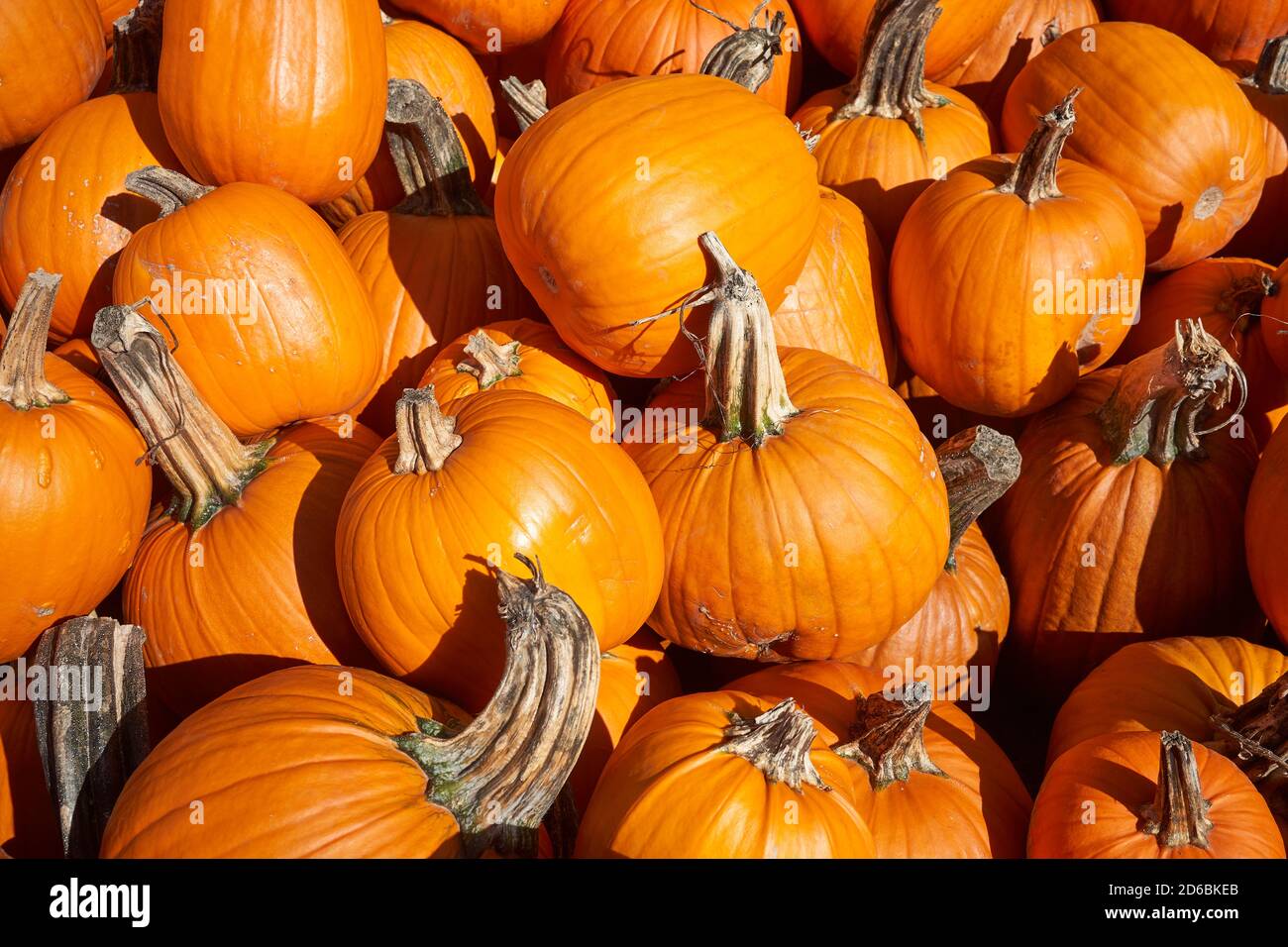 Pumpkins sale outdoor market hi-res stock photography and images - Alamy