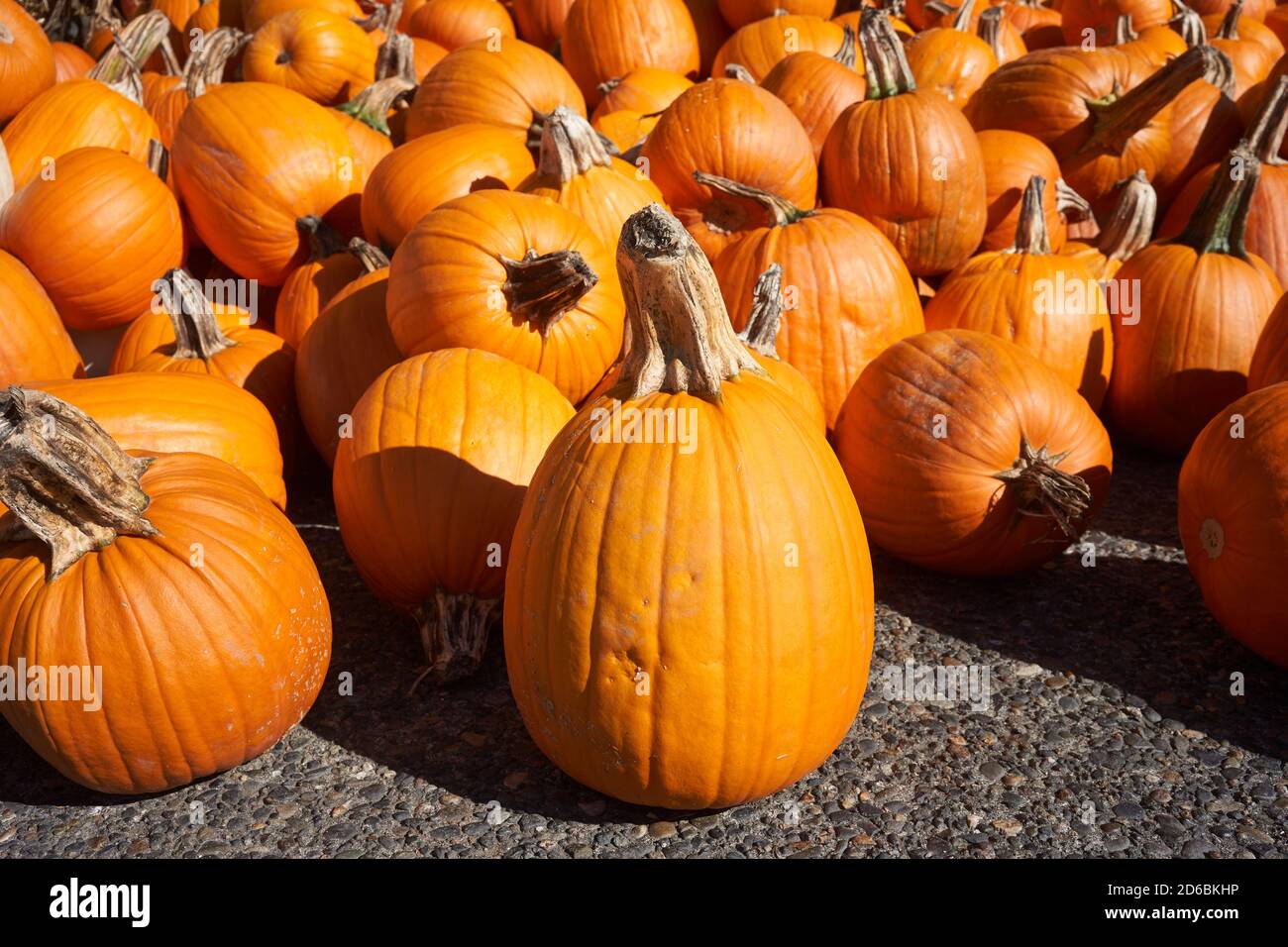Fresh organic pumpkins for sale at market Stock Photo - Alamy