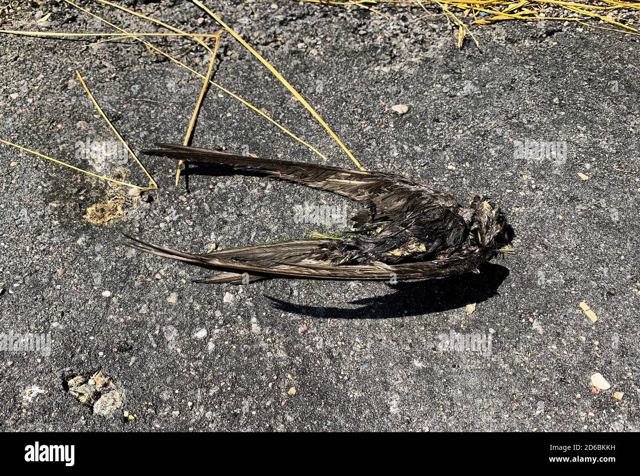The unfortunate death of a flying bird: swallow. The corpse after death ...