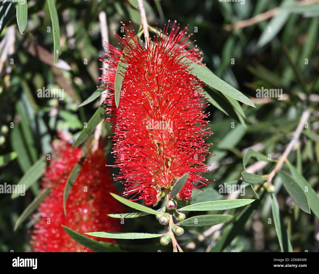 Callistemon a hi-res stock photography and images - Alamy