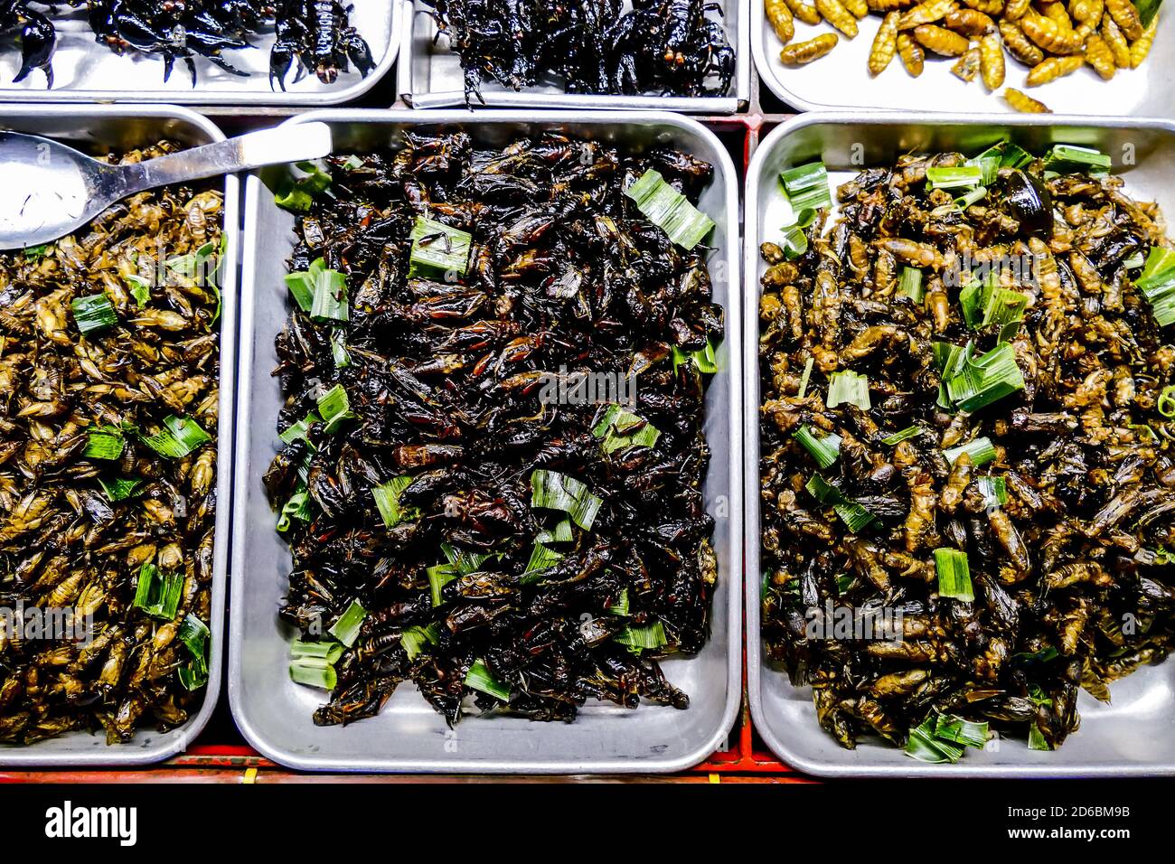 insect food in the market in bangkok thailand Stock Photo - Alamy