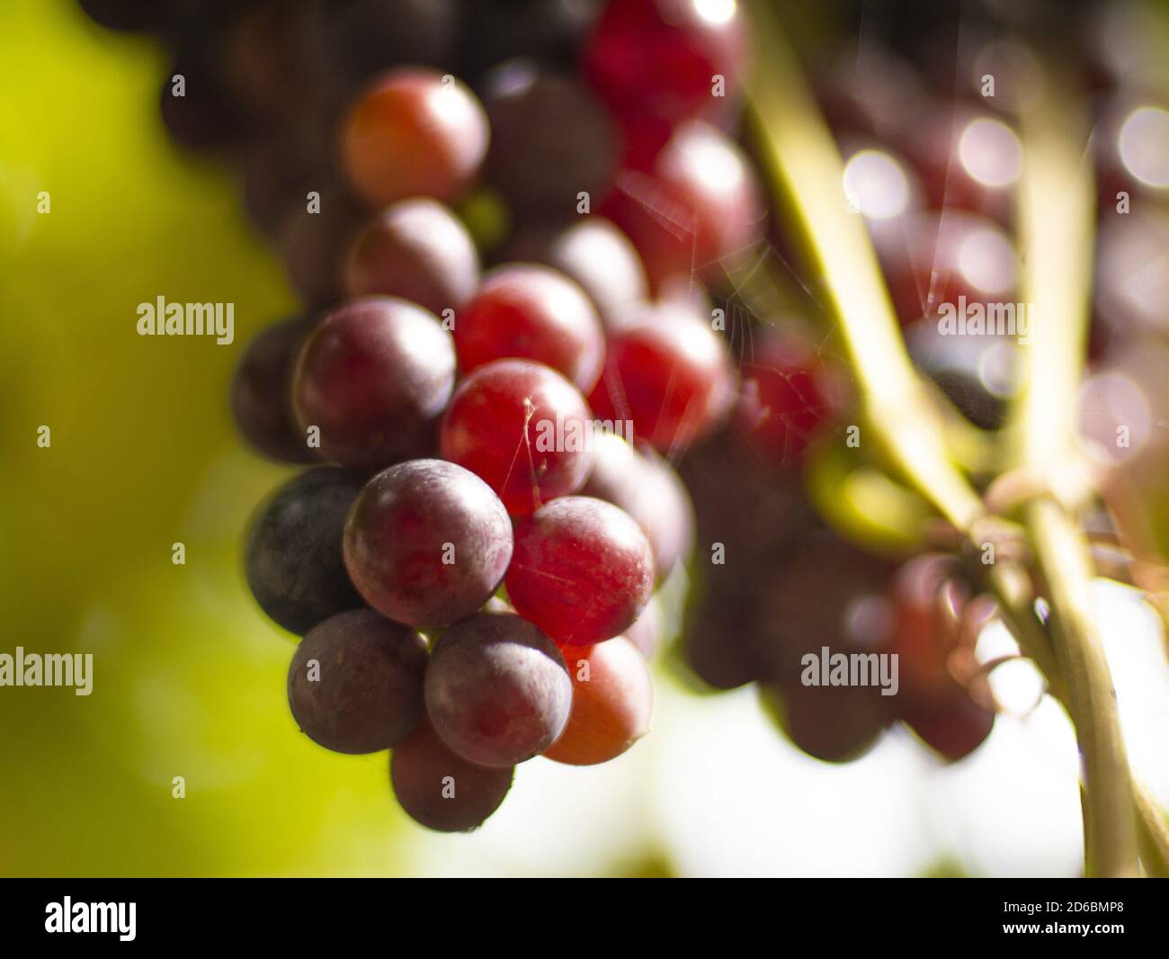 Grapes and spider web hi-res stock photography and images - Alamy