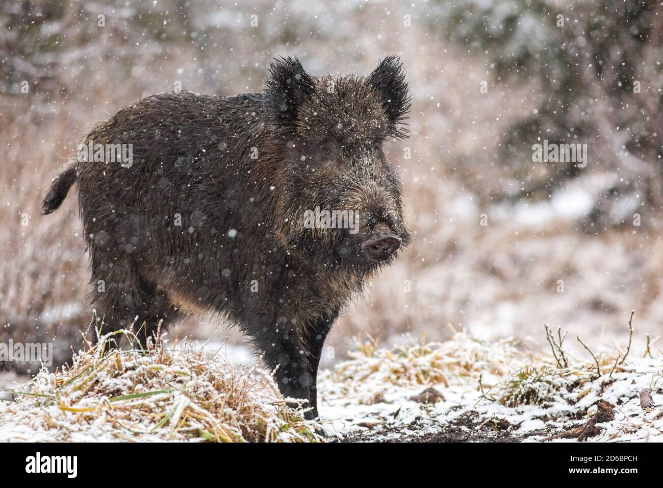 Wild boar winter tusks hi-res stock photography and images - Alamy
