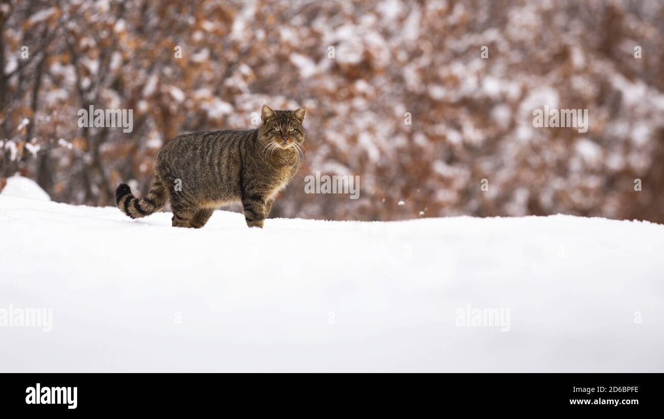 European wildcat standing hi-res stock photography and images - Alamy