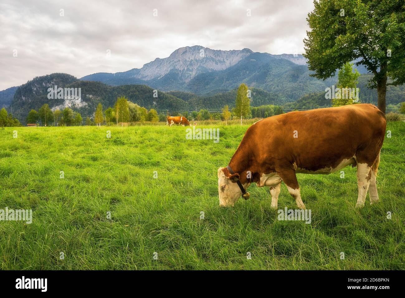 Landscape bayern summer cow hi-res stock photography and images - Alamy
