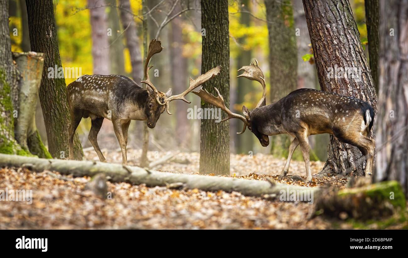 Fighting leaf fall hi-res stock photography and images - Alamy