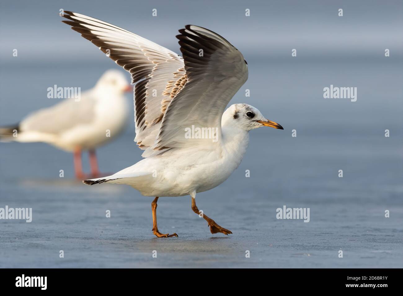 Two black-headed gull landing on ice in winter nature Stock Photo - Alamy