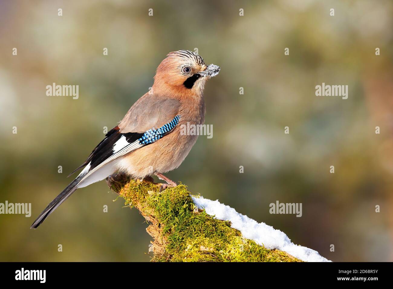 Eurasian blue jay hi-res stock photography and images - Alamy