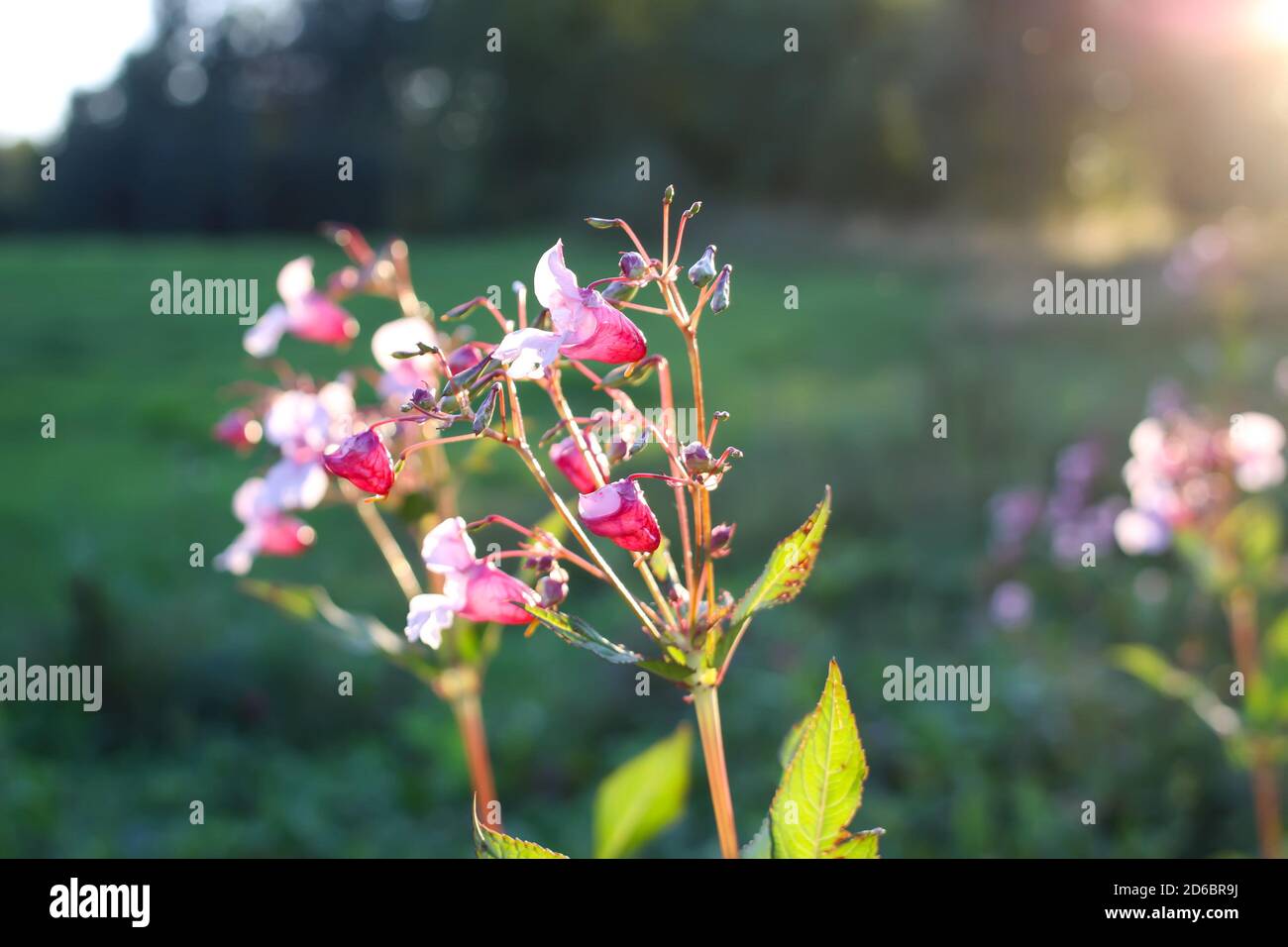 Policemans helmet plants hi-res stock photography and images - Alamy