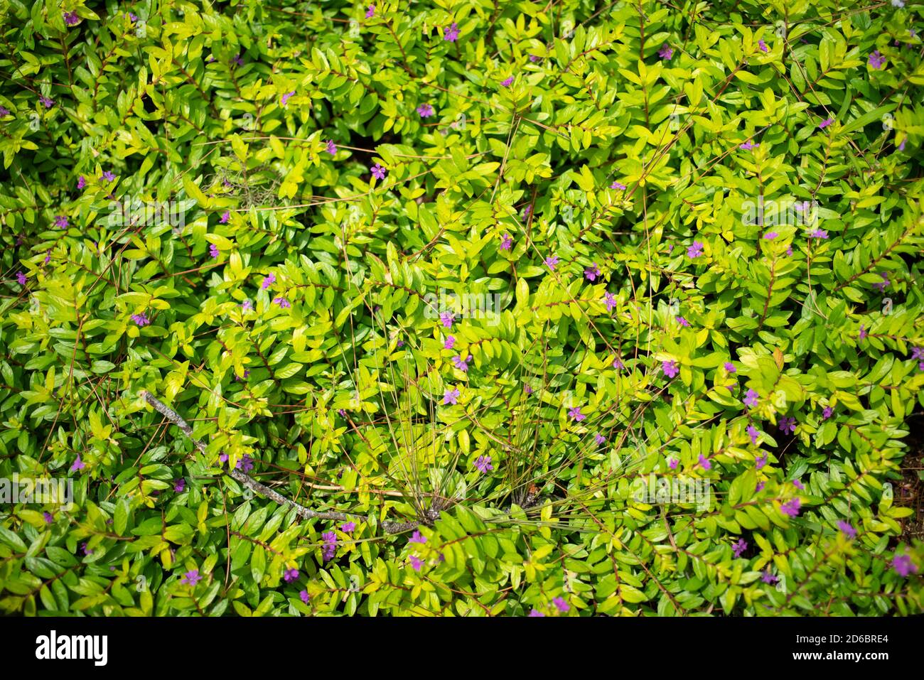 Micro texture hi-res stock photography and images - Alamy