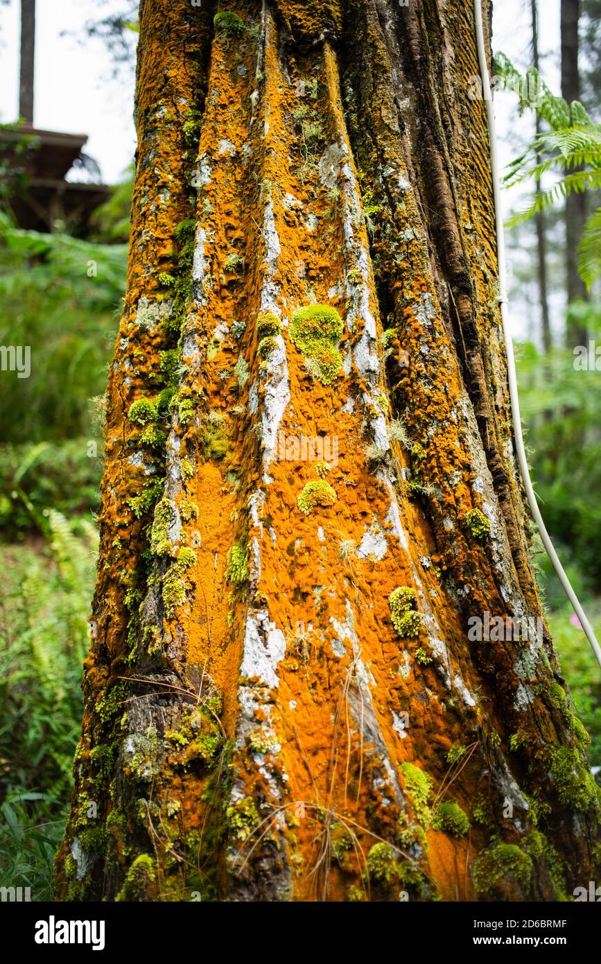 Tropical rainforest tree moss hi-res stock photography and images - Alamy