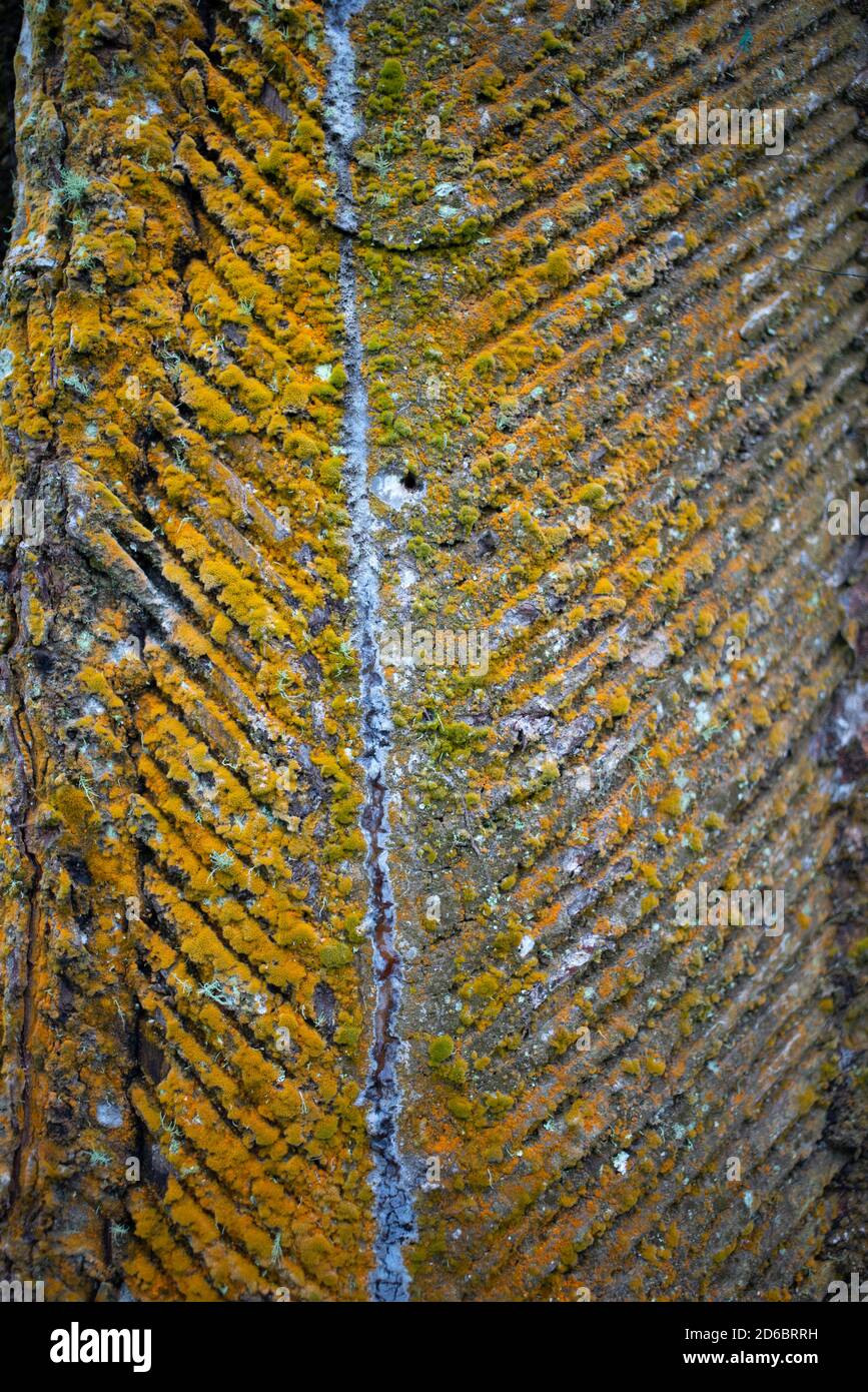 Tropical rainforest tree moss hi-res stock photography and images - Alamy