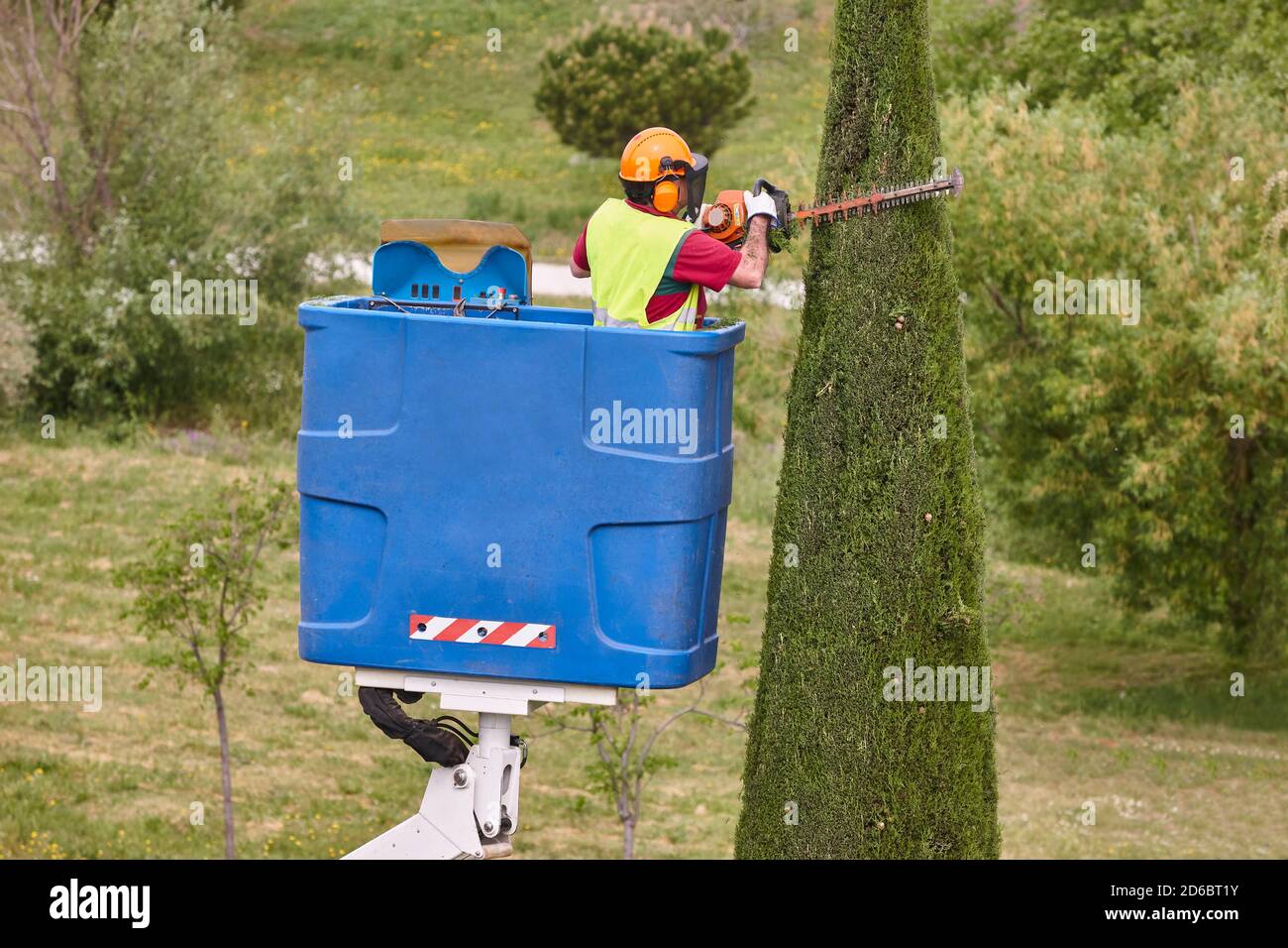 Gardener pruning a cypress tree with a chainsaw on a crane Stock Photo ...