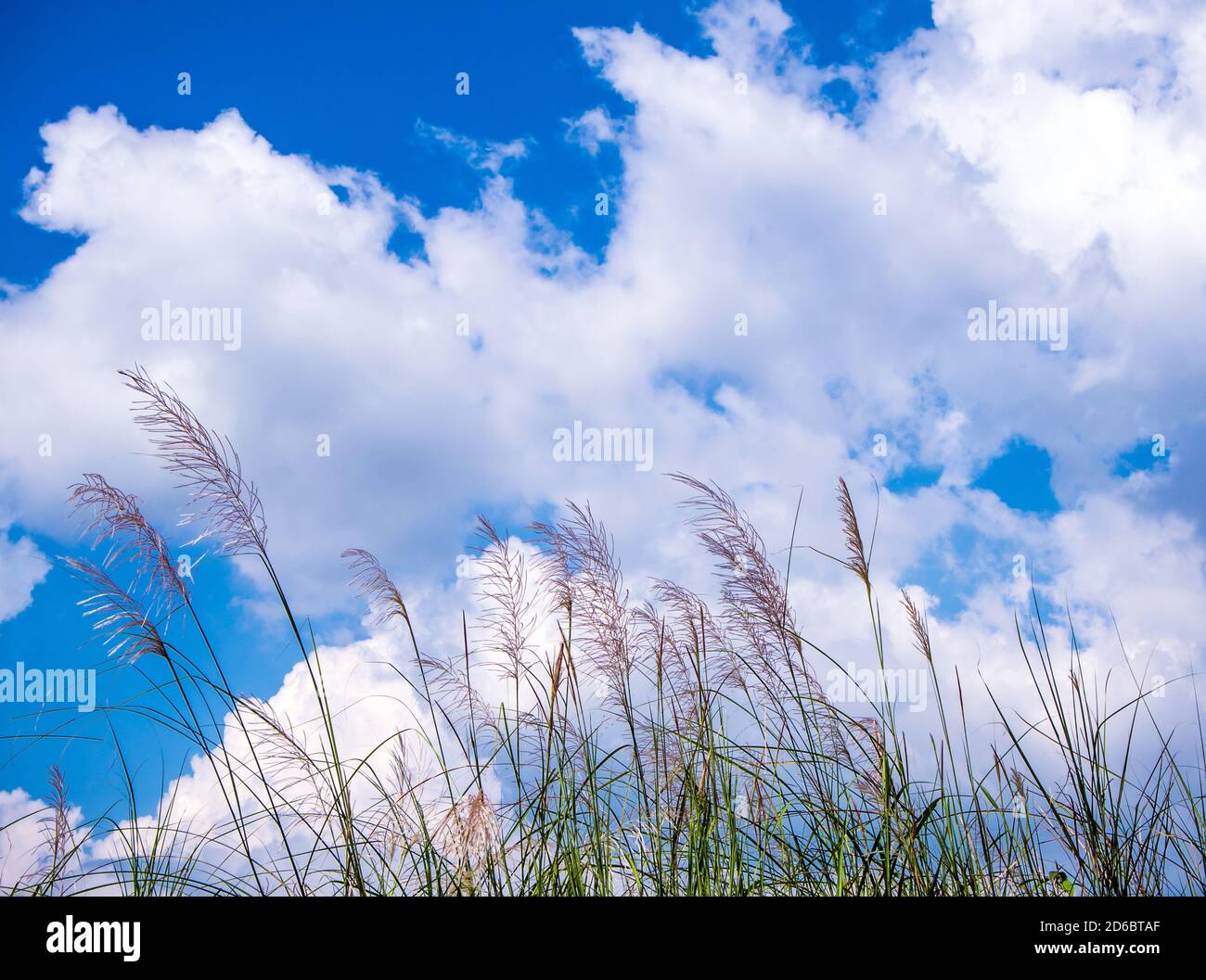 Flower of Kans grass sway in wind and the white clouds in blue sky ...
