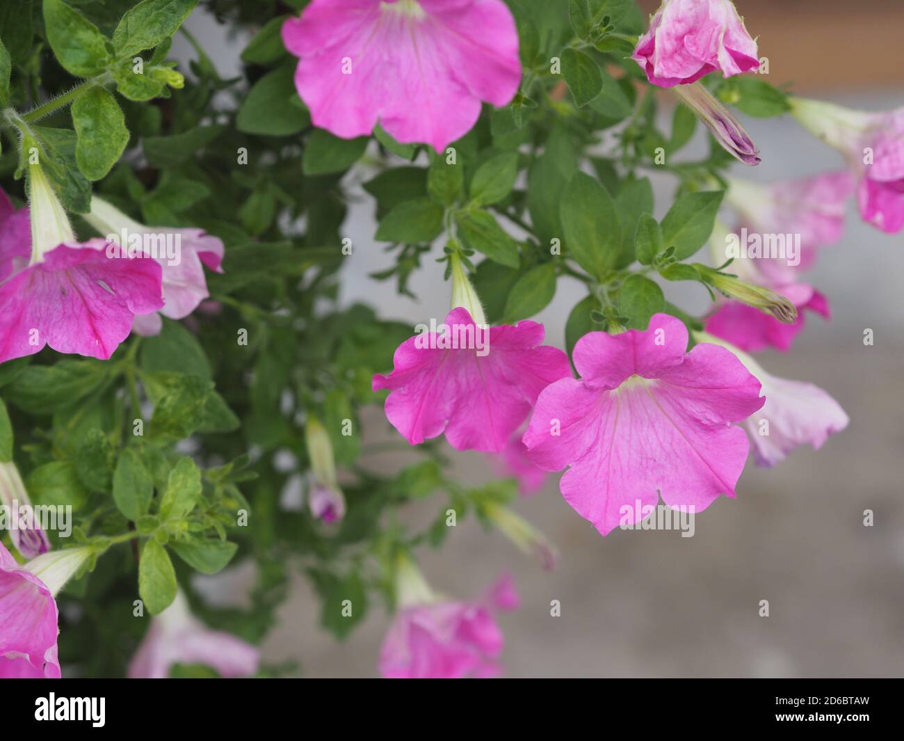 Petunia grandiflora cascade pink hi-res stock photography and images ...