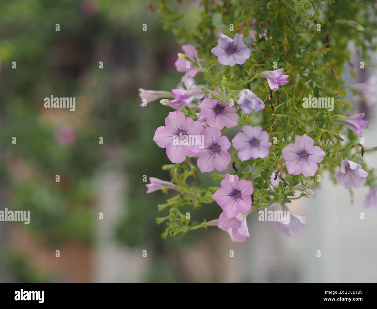 Petunia grandiflora cascade pink hi-res stock photography and images ...