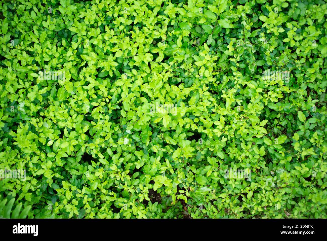 Smelly plant hi-res stock photography and images - Alamy