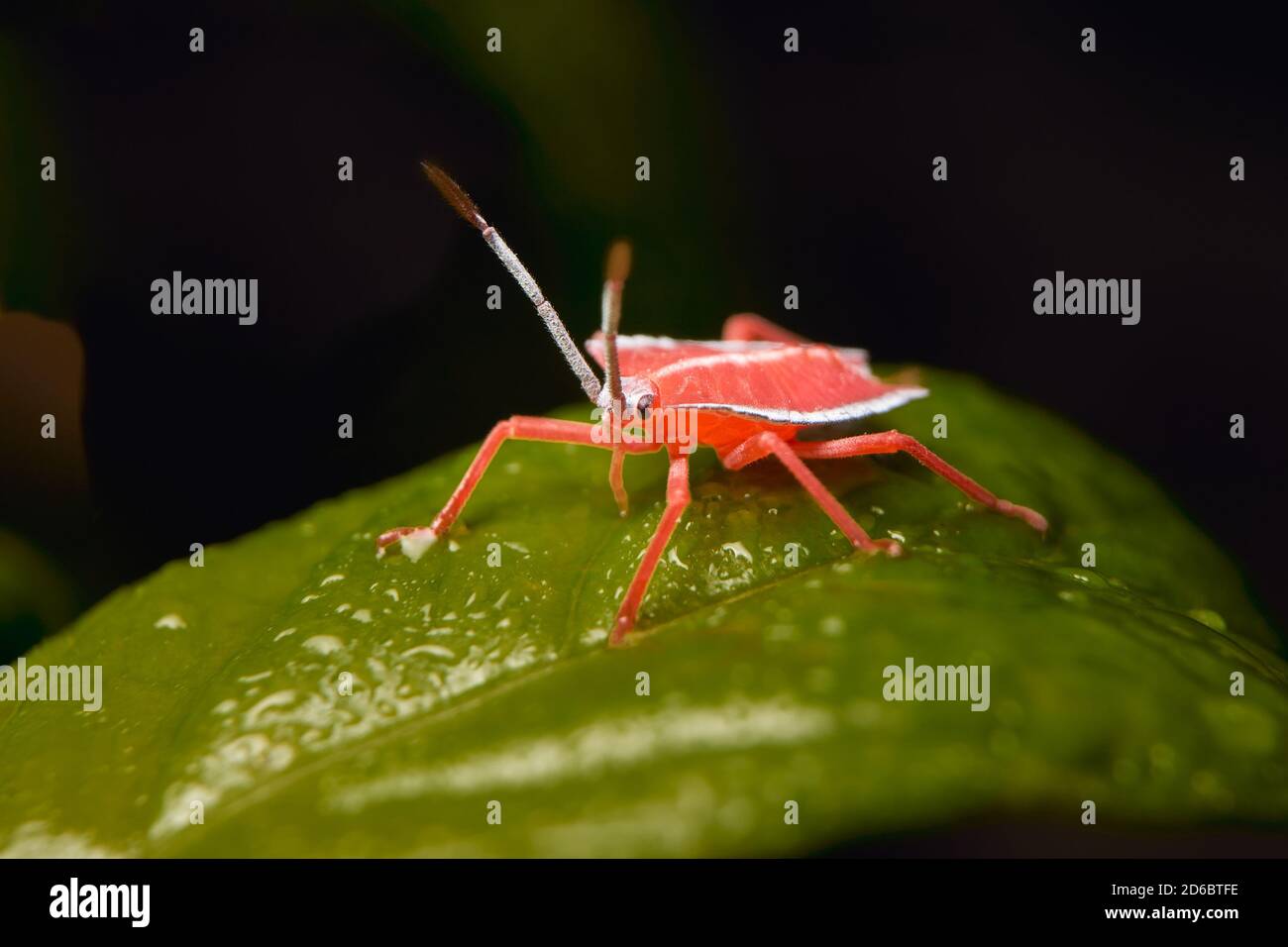 Red insect hi-res stock photography and images - Alamy