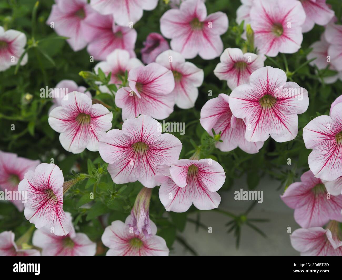 Petunia grandiflora cascade pink hi-res stock photography and images ...
