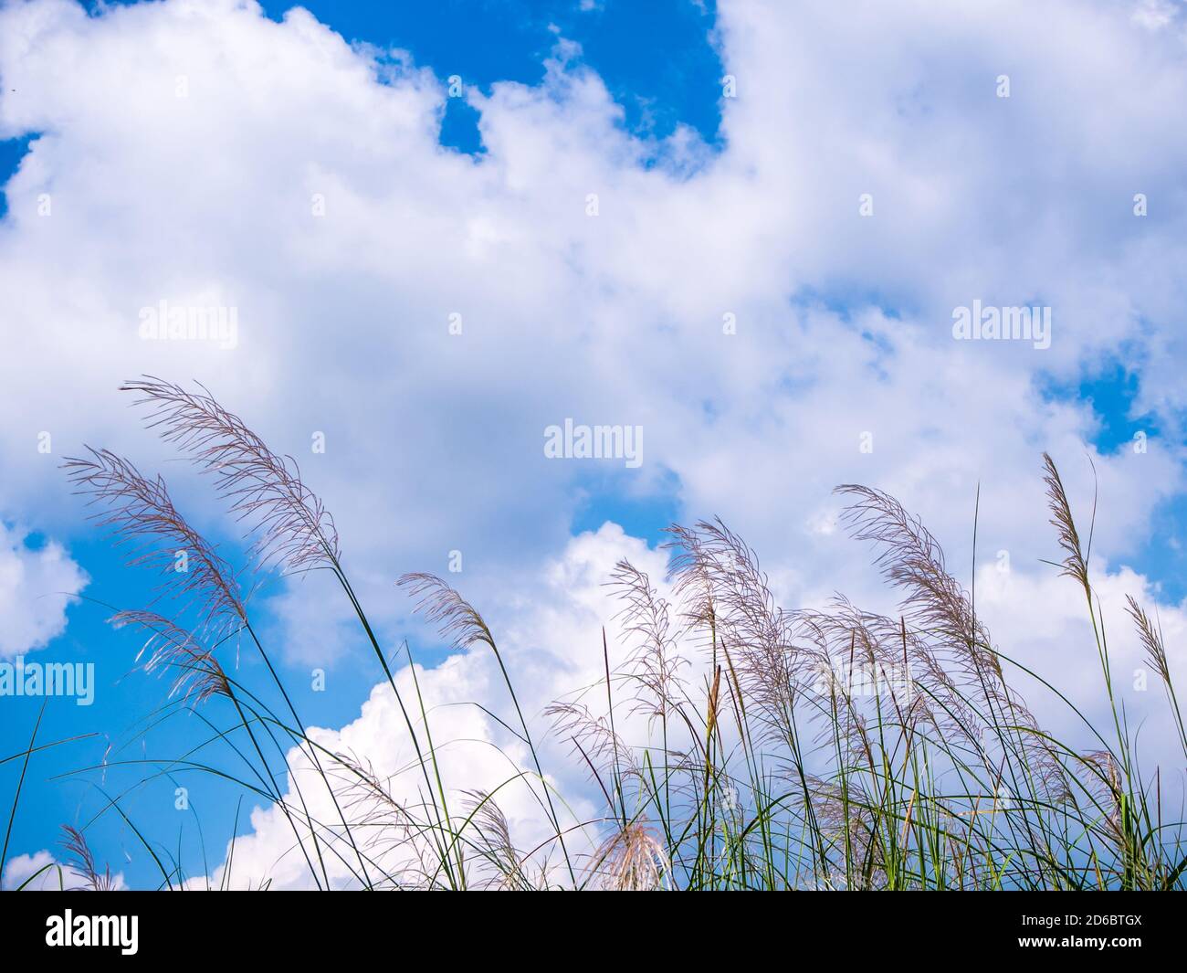 Flower of Kans grass sway in wind and the white clouds in blue sky ...