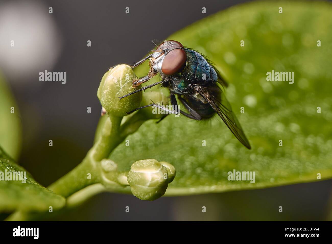 Fruit flies hi-res stock photography and images - Alamy