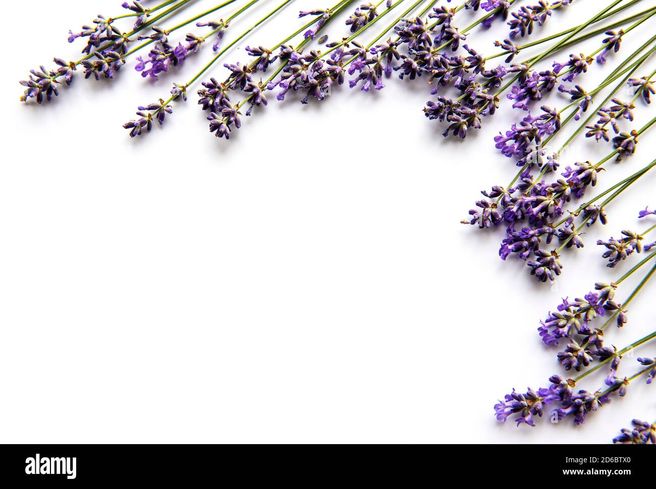 Fresh flowers of lavender bouquet, top view on white background Stock ...