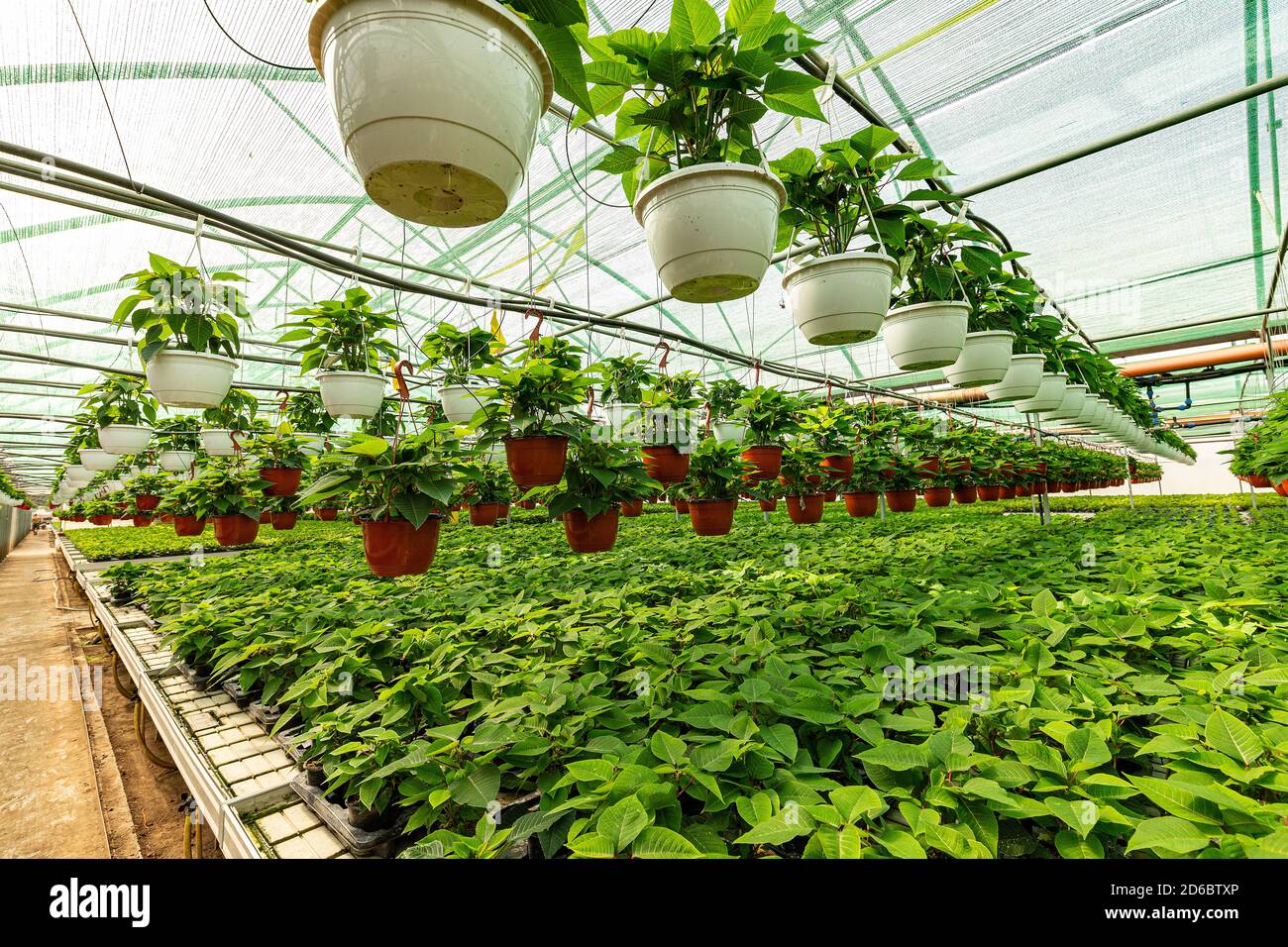 Poinsettia growing in pots in sunny greenhouse. Production and ...