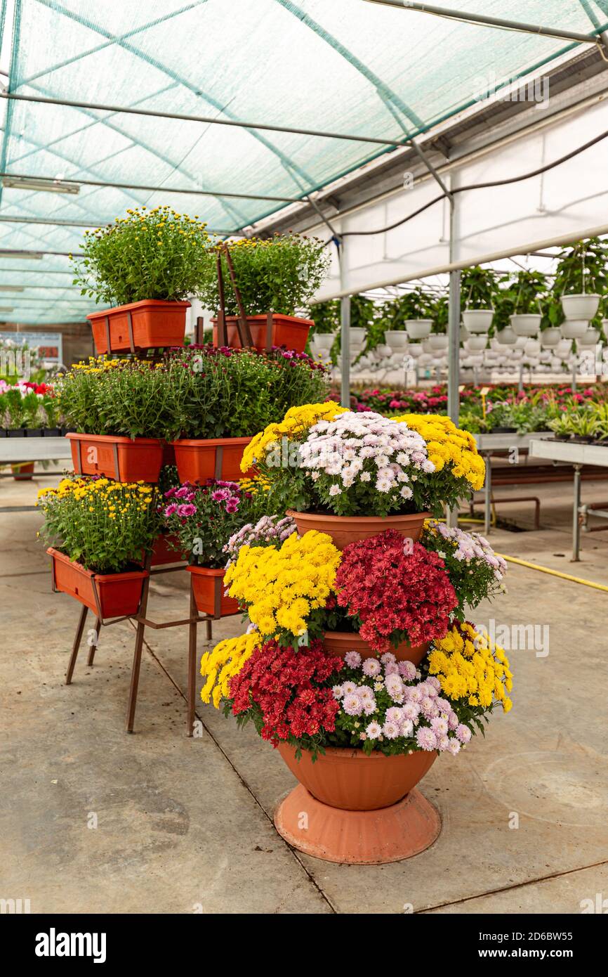 Chrysanthemum plantations in flower pots. Flower business Stock Photo ...