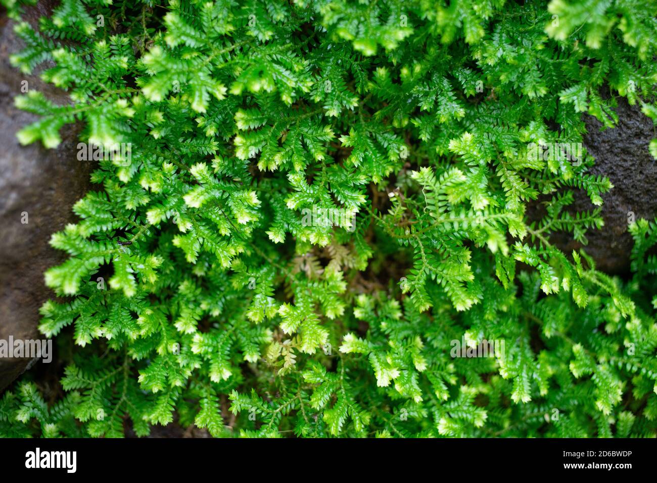 Micro texture hi-res stock photography and images - Alamy