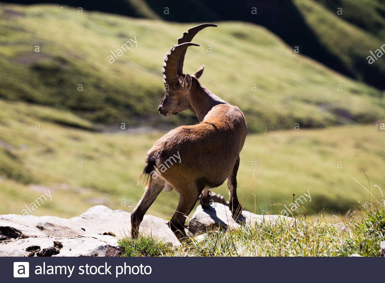 Alpen Steinbock High Resolution Stock Photography and Images - Alamy