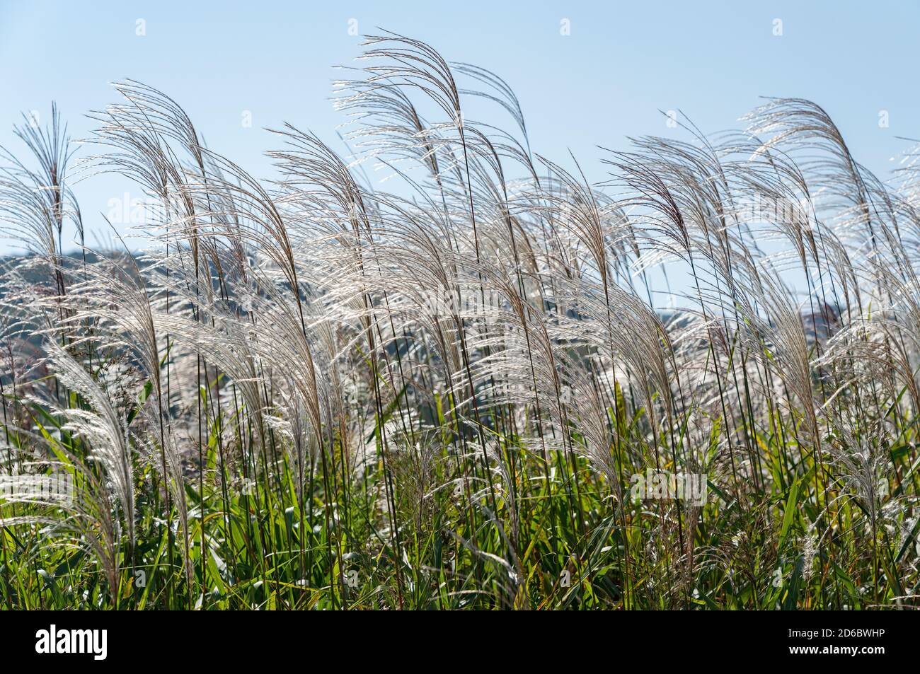 Blue sky and silver grass scenery. Landscape of Japan Stock Photo - Alamy