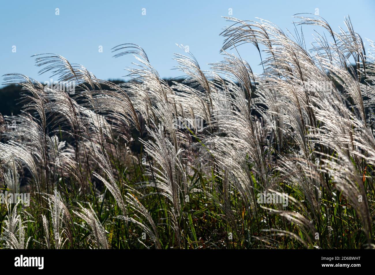 Blue sky and silver grass scenery. Landscape of Japan Stock Photo - Alamy