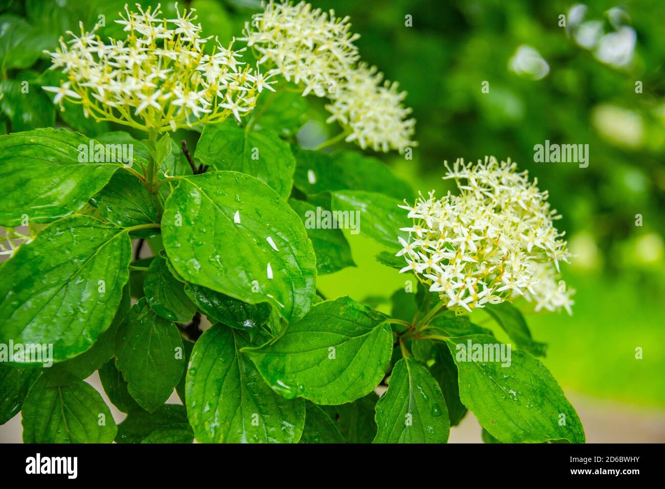 Flower truss hi-res stock photography and images - Alamy