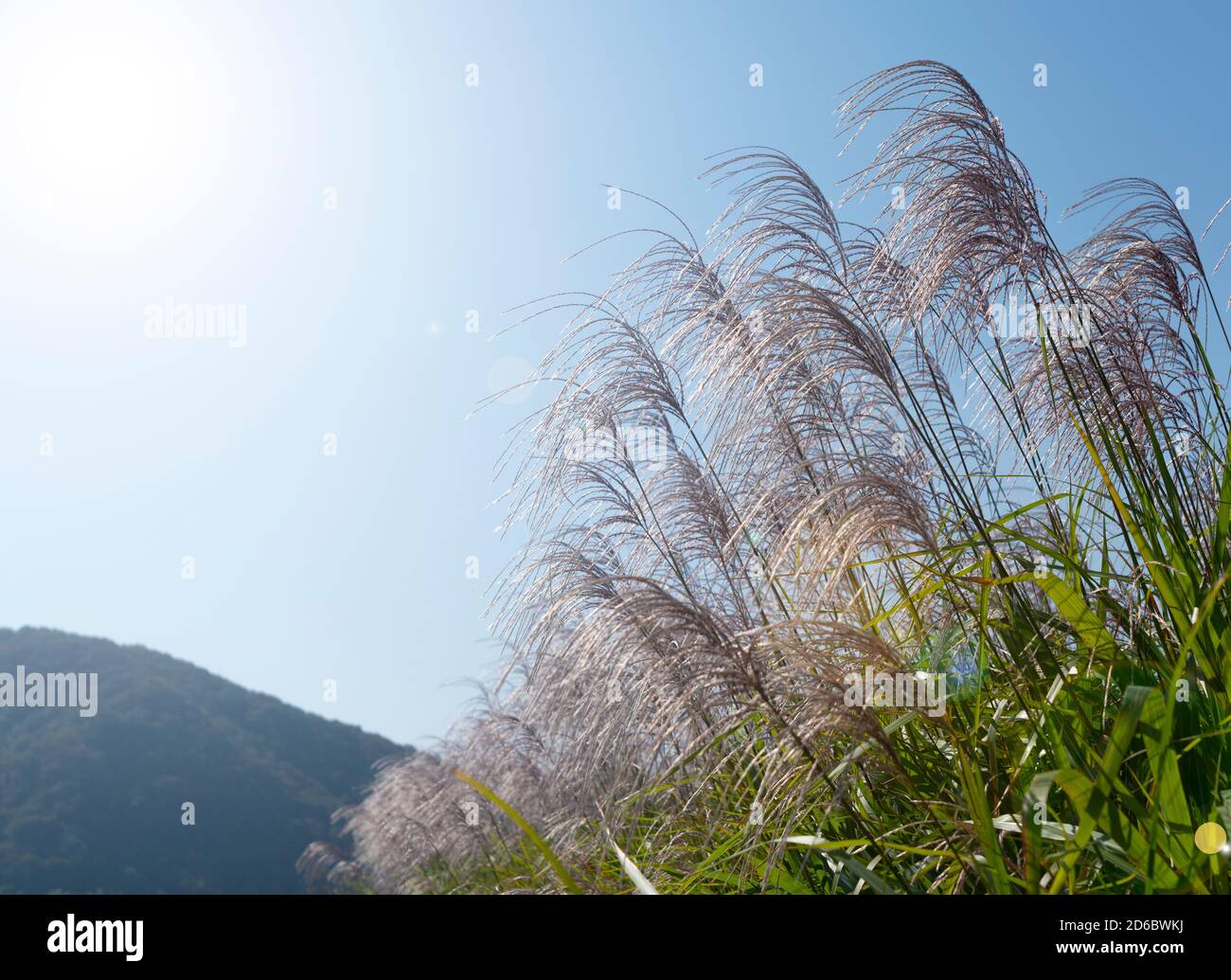 Japanese silver grass fields hi-res stock photography and images - Alamy