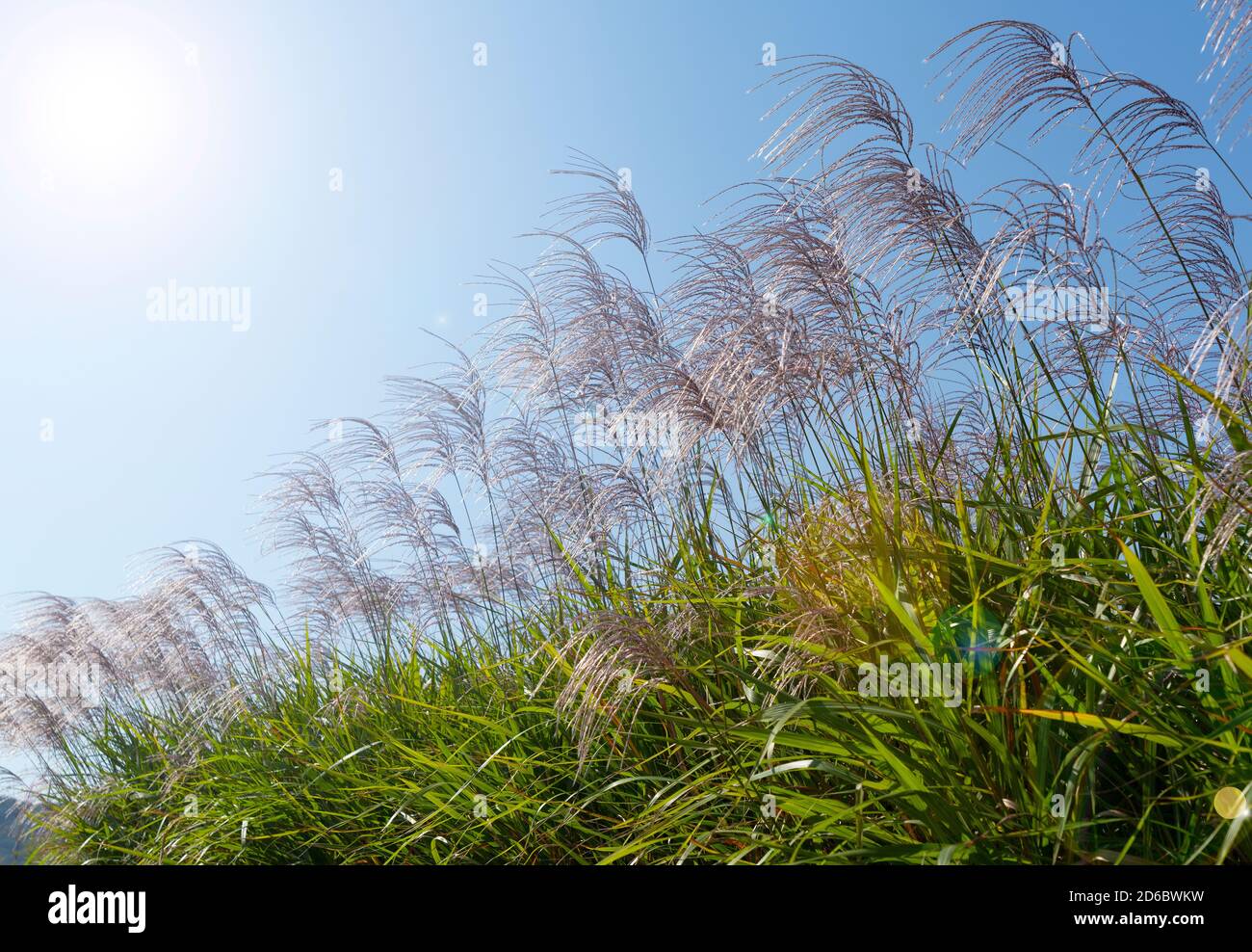 Japanese reed grass hi-res stock photography and images - Alamy