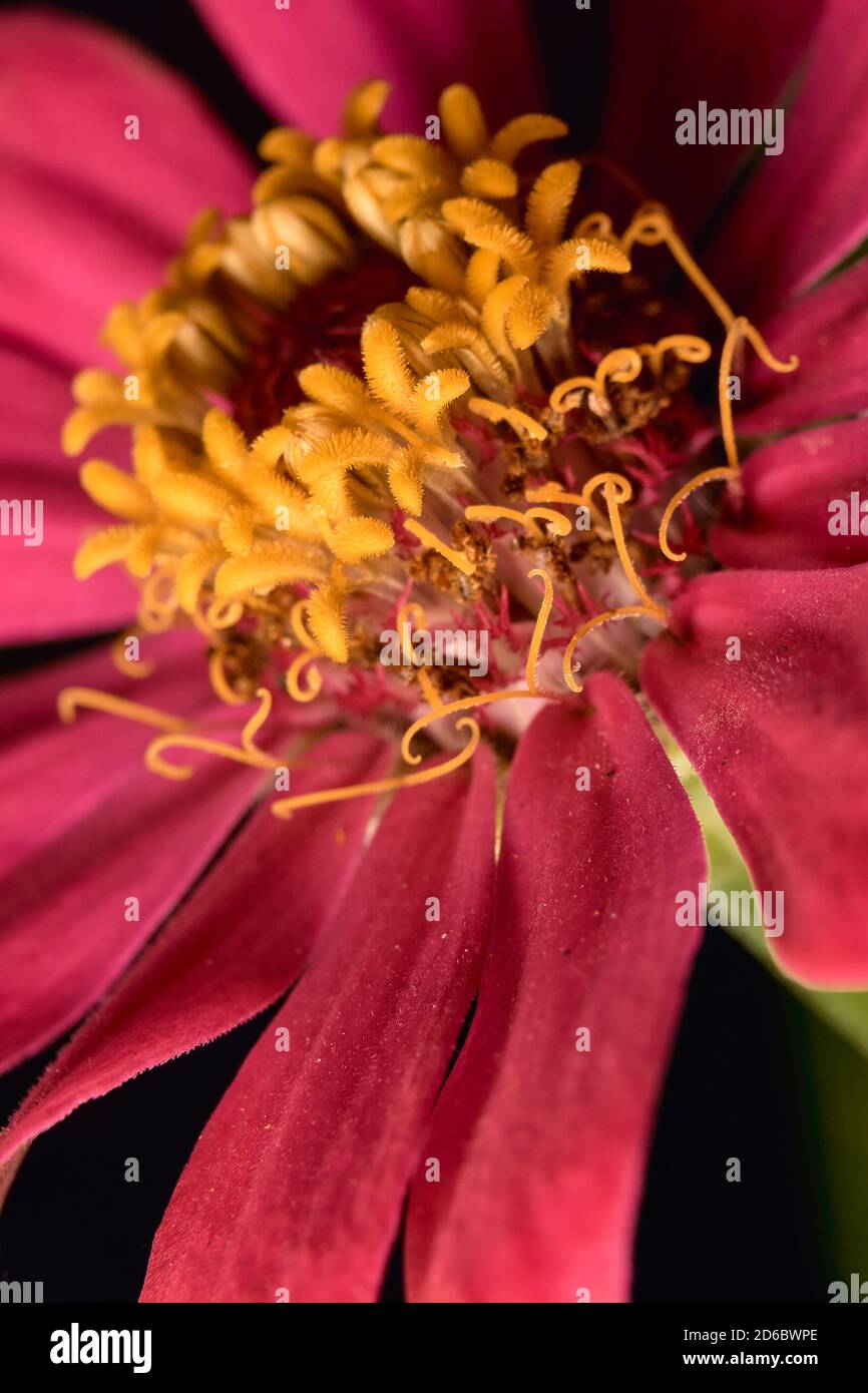 Flower looking down hi-res stock photography and images - Alamy