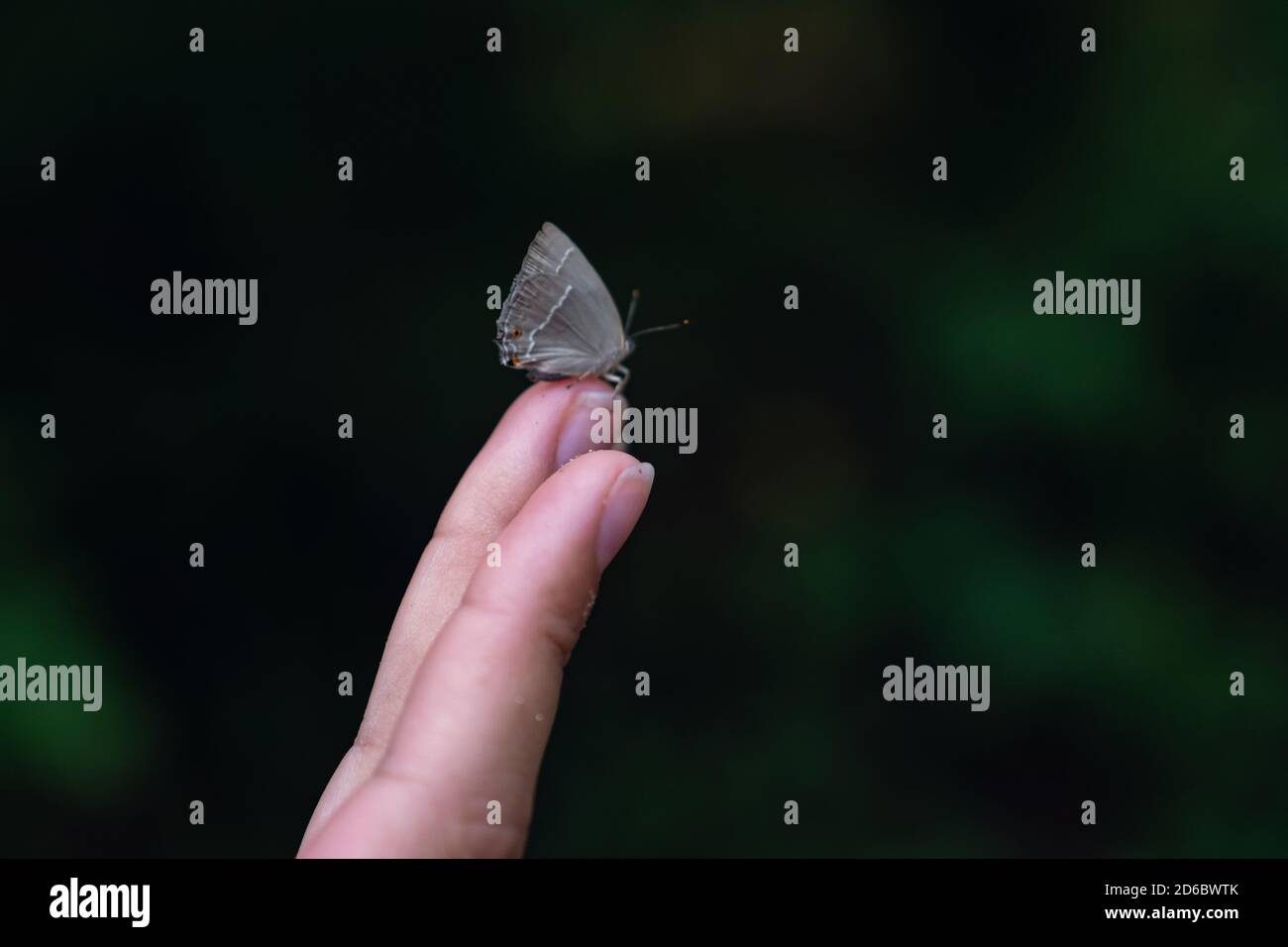 Butterfly sits on a woman hand. Blue, fragile butterfly wings on woman ...