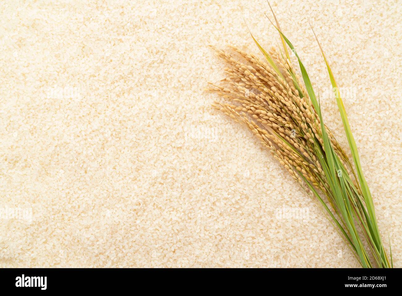 An ear of rice on a piece of white Japanese rice Stock Photo - Alamy