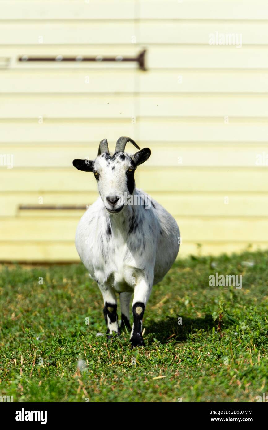 portrait of goat in meadow Stock Photo - Alamy