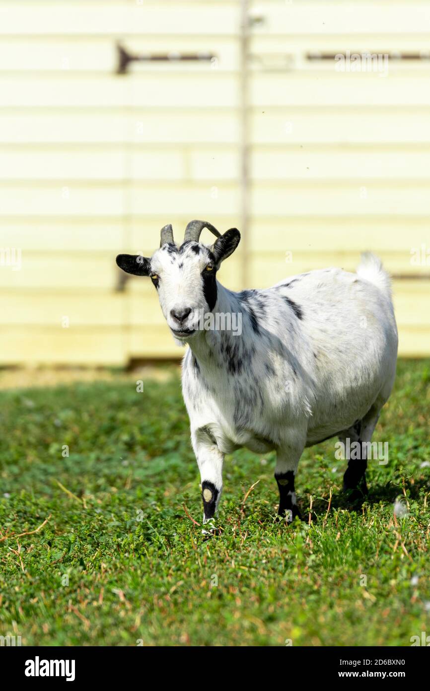 portrait of goat in meadow Stock Photo - Alamy