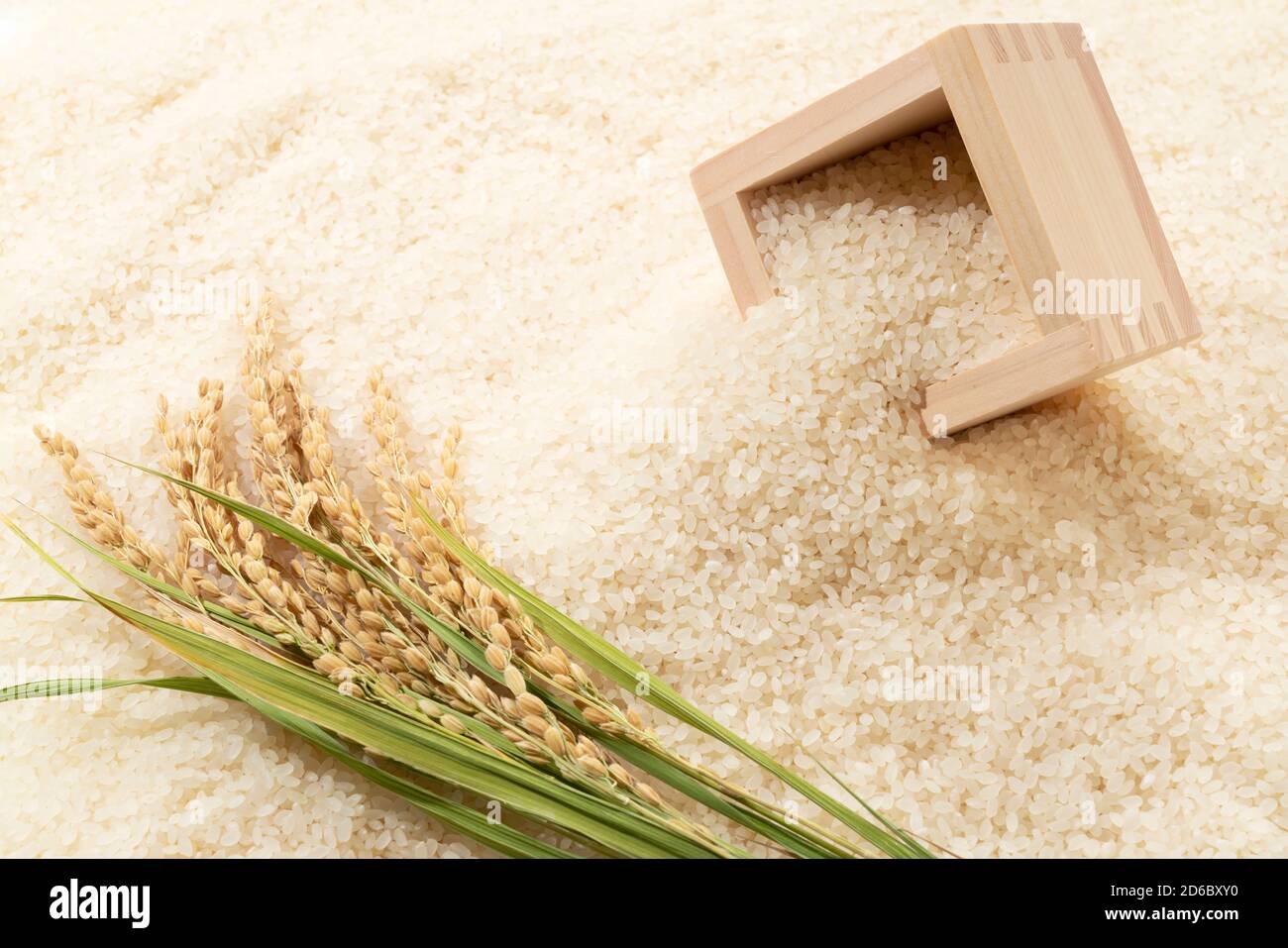 Rice ears hi-res stock photography and images - Alamy