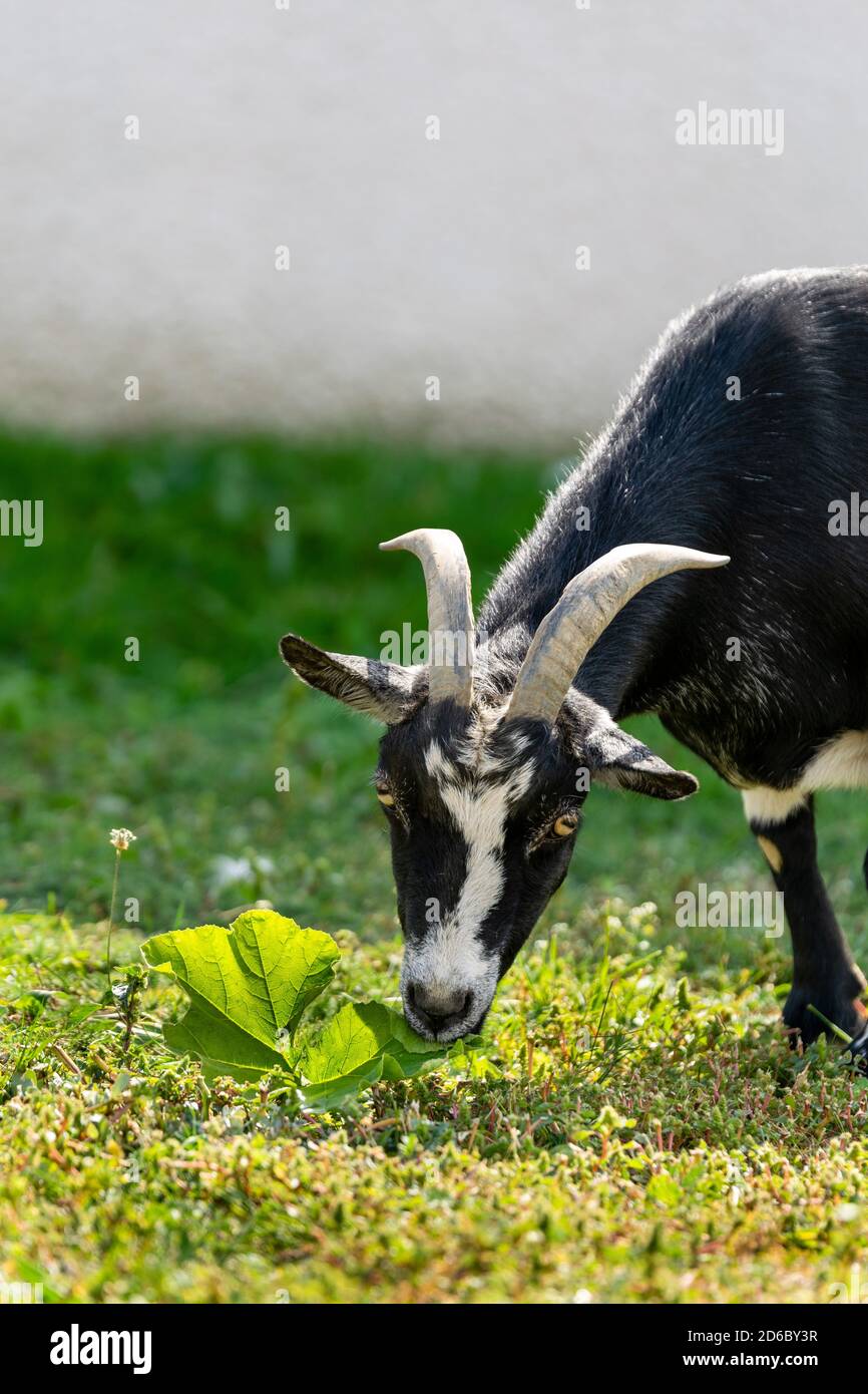 portrait of goat in meadow Stock Photo - Alamy