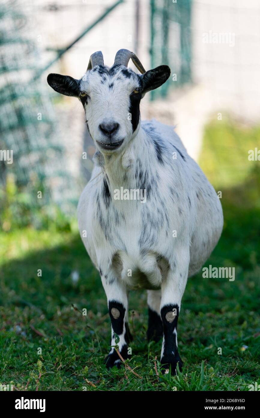 portrait of goat in meadow Stock Photo - Alamy