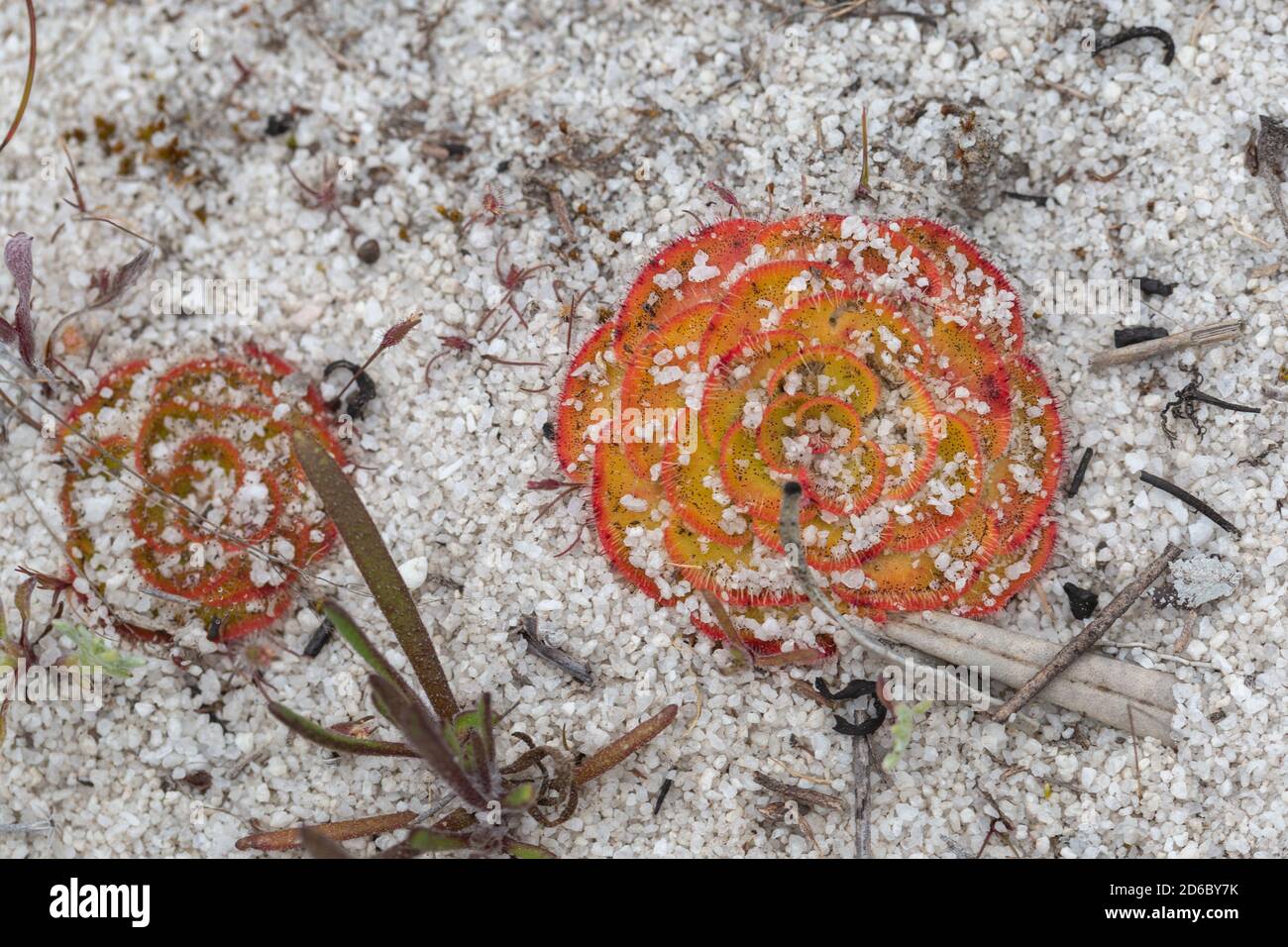 Drosera zonaria west of Brookton, Western Australia Stock Photo - Alamy