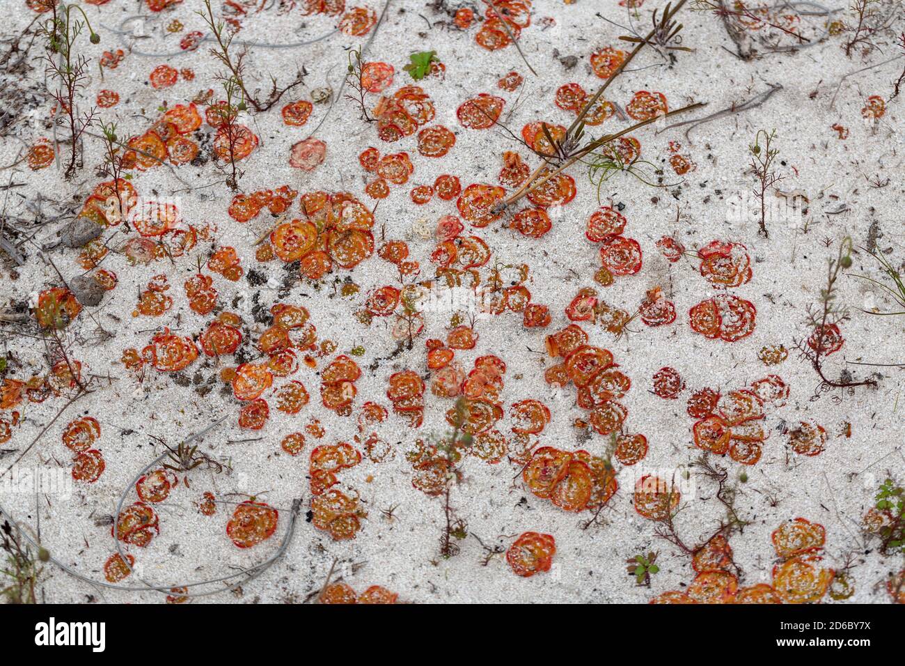 Drosera zonaria west of Brookton, Western Australia Stock Photo - Alamy