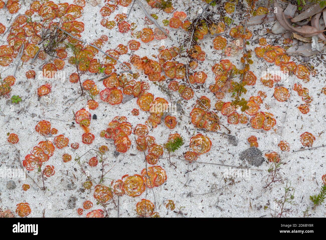 Drosera zonaria west of Brookton, Western Australia Stock Photo - Alamy