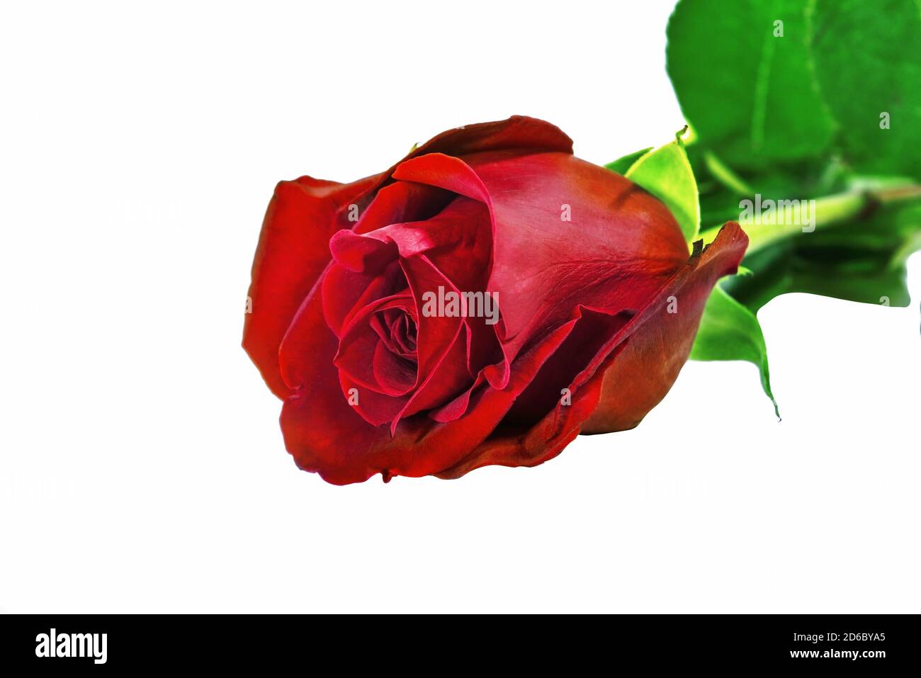 One dark red rose close up isolated on white background Stock Photo - Alamy