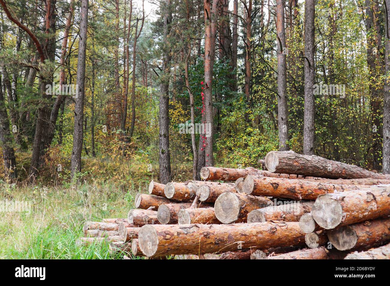 Log trunks pile, the logging timber wood industry. Wooden trunks on ...