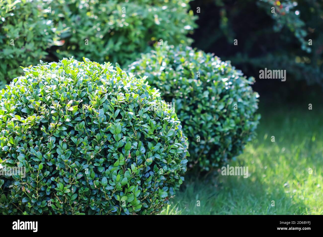 Landscaping of a garden with a bright green lawn, colorful shrubs ...